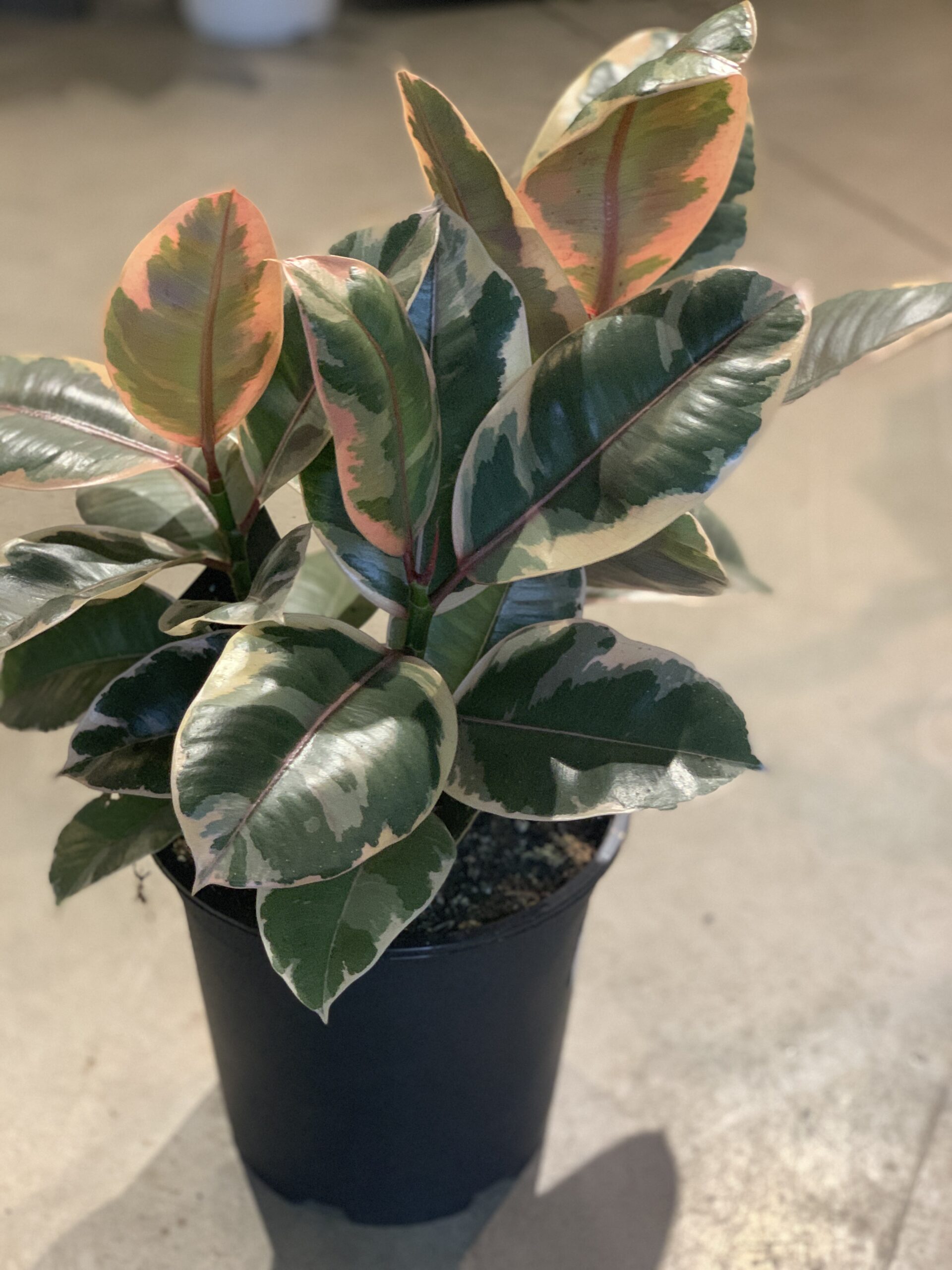 Ficus elastica “Belize” – Jungle