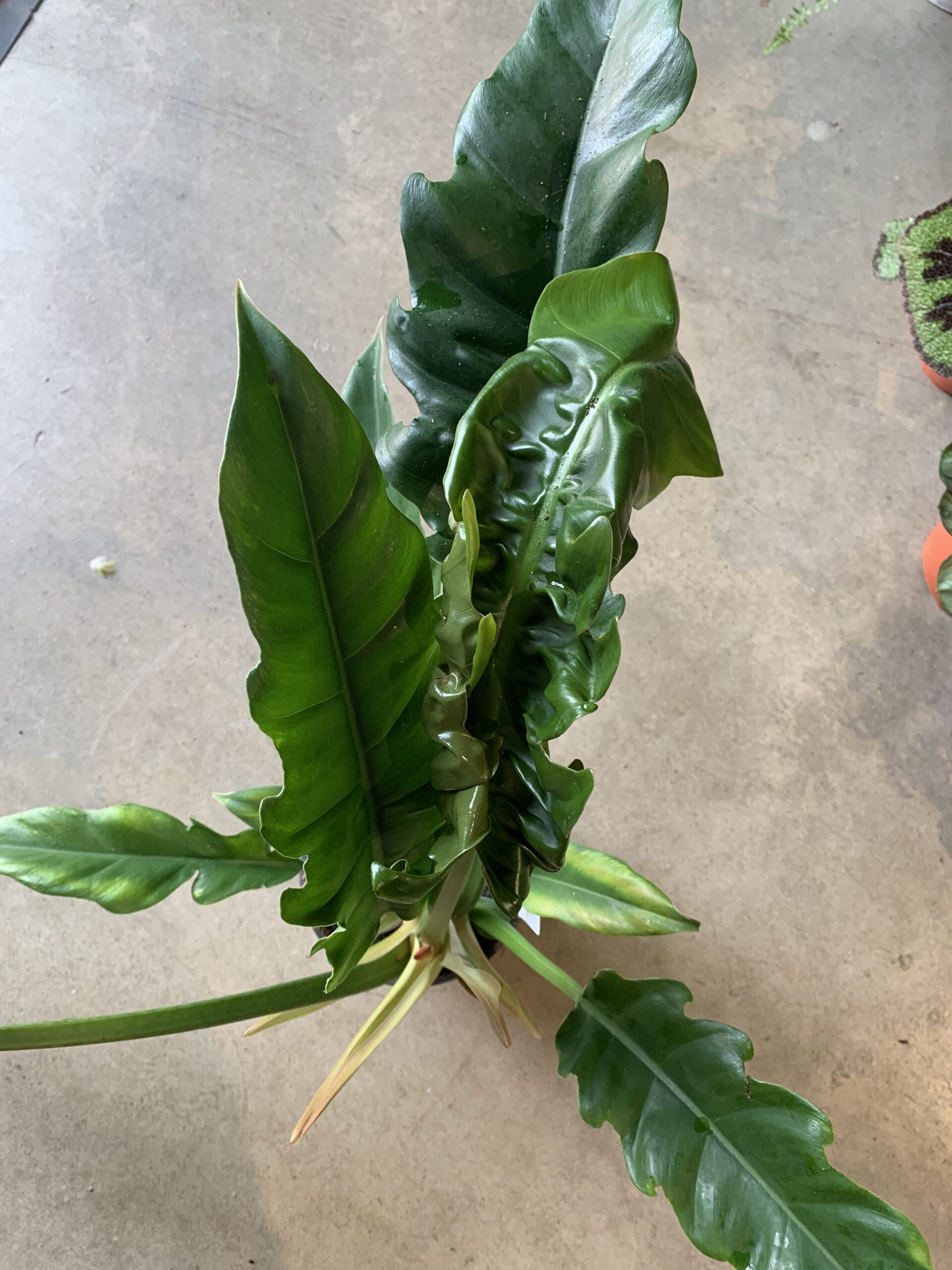 Philodendron “Narrow escape” – Jungle