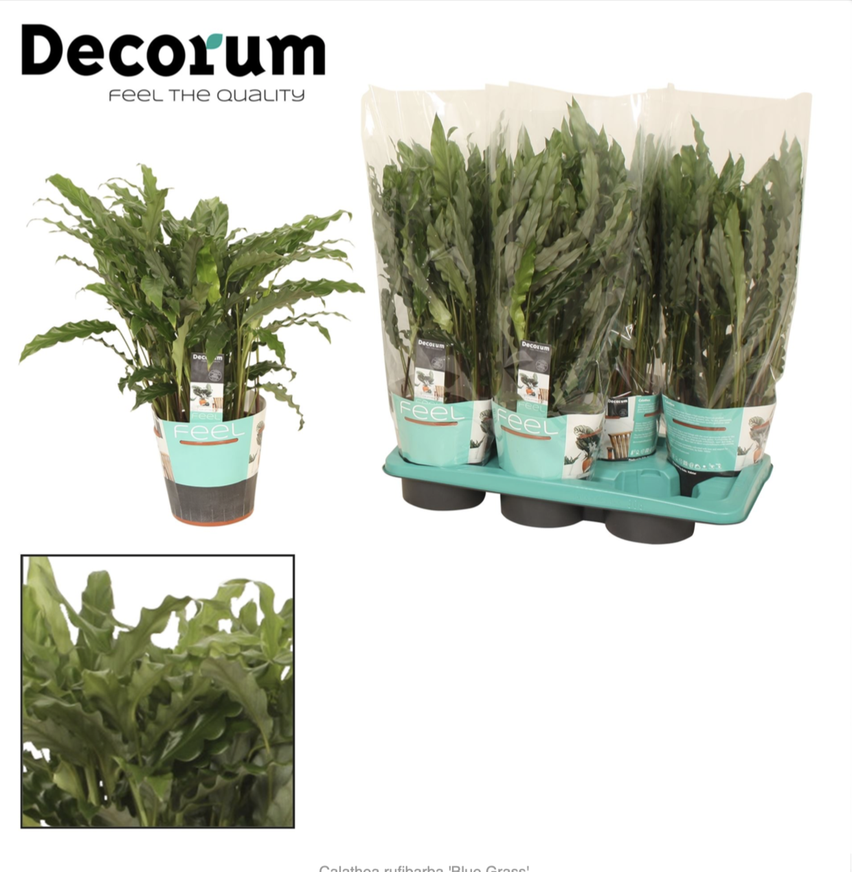 Calathea rhubifarba “Blue Grass” – Jungle