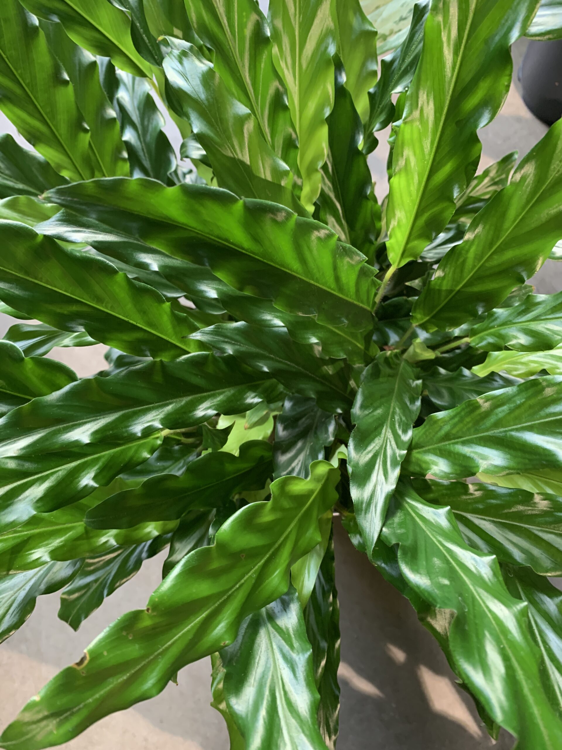 Calathea rhubifarba “Blue Grass” – Jungle