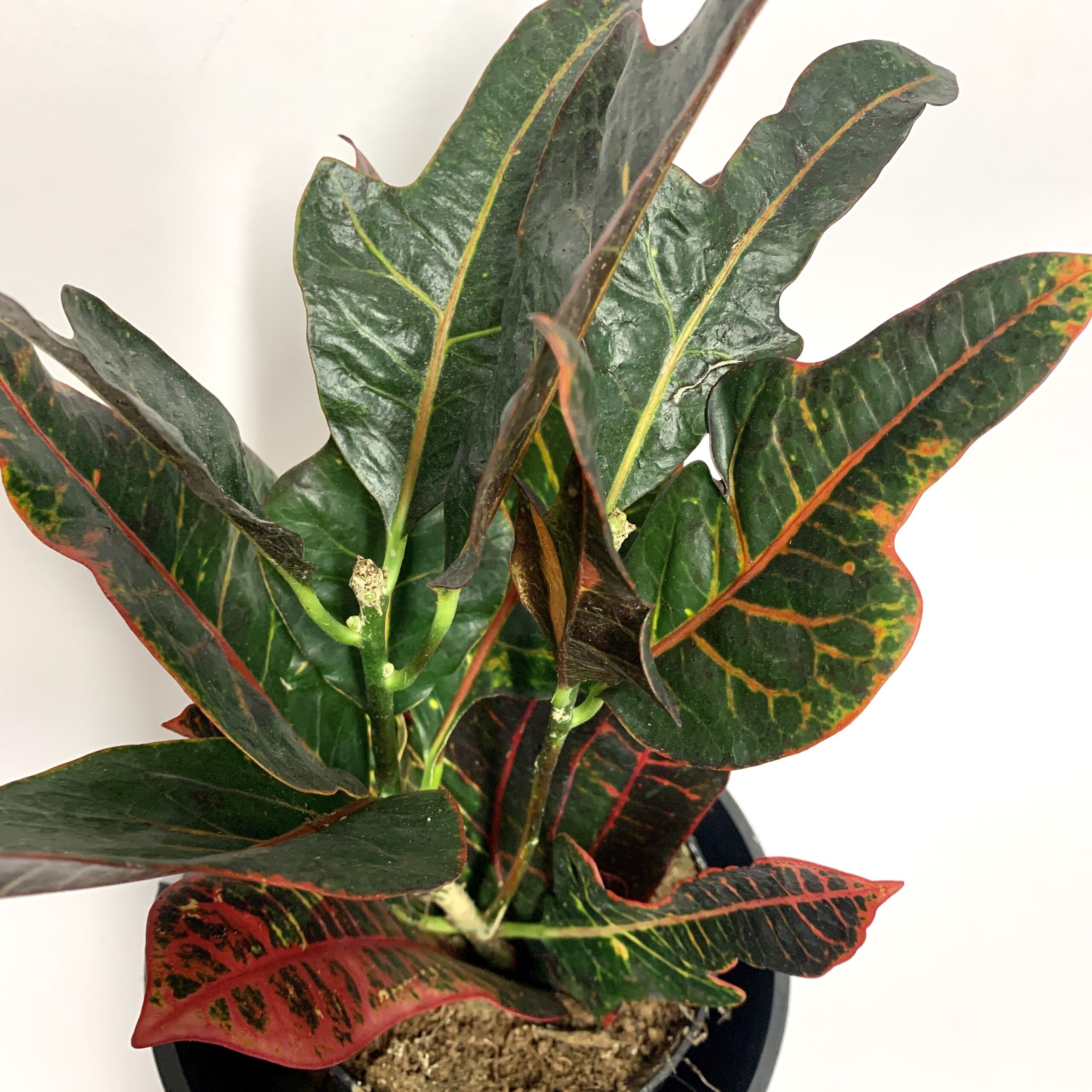 Codiaeum variegatum “Excellent” – Jungle