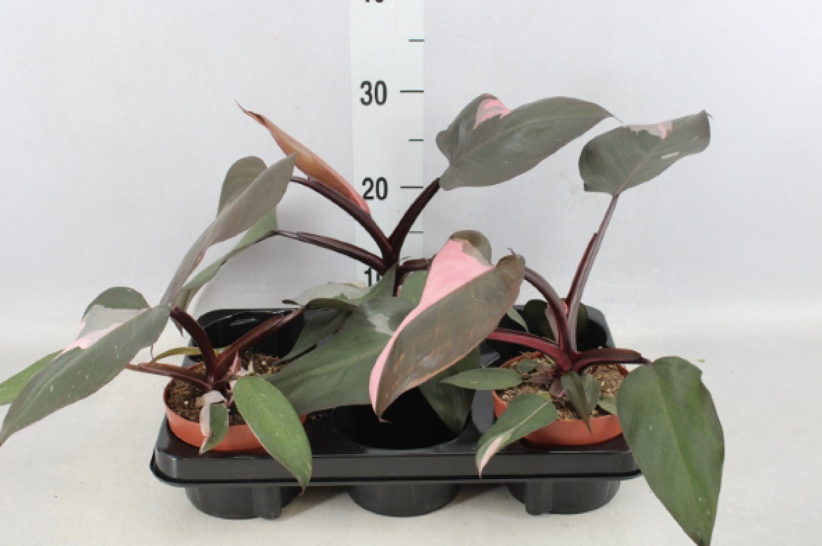 Philodendron “Pink Princess” – Jungle